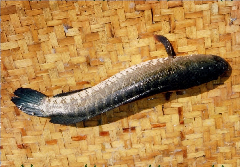 Checklist and economic classification of freshwater fishes of the ...